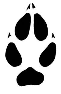 Liška v říši živočišné :: Liška Bystrouška